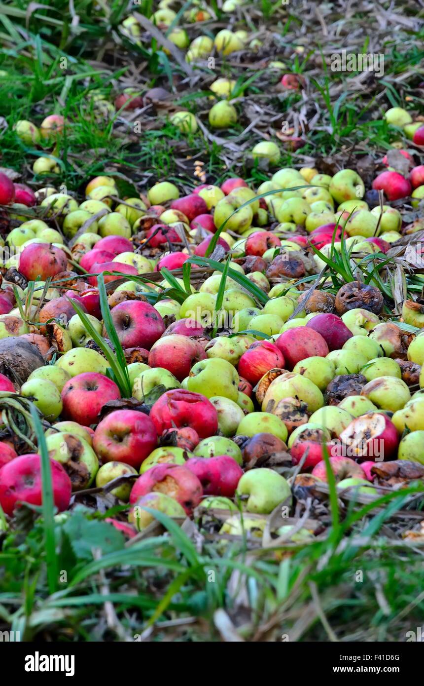 Decayed nature hi-res stock photography and images - Alamy