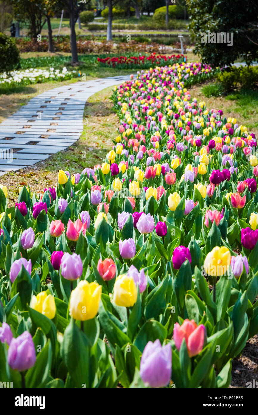 tulip flower field in spring Stock Photo - Alamy