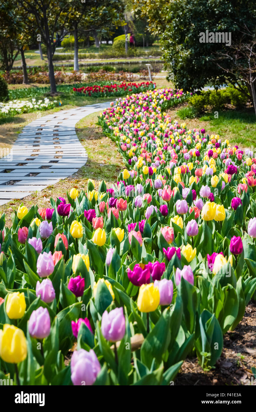 tulip flower field in spring Stock Photo - Alamy