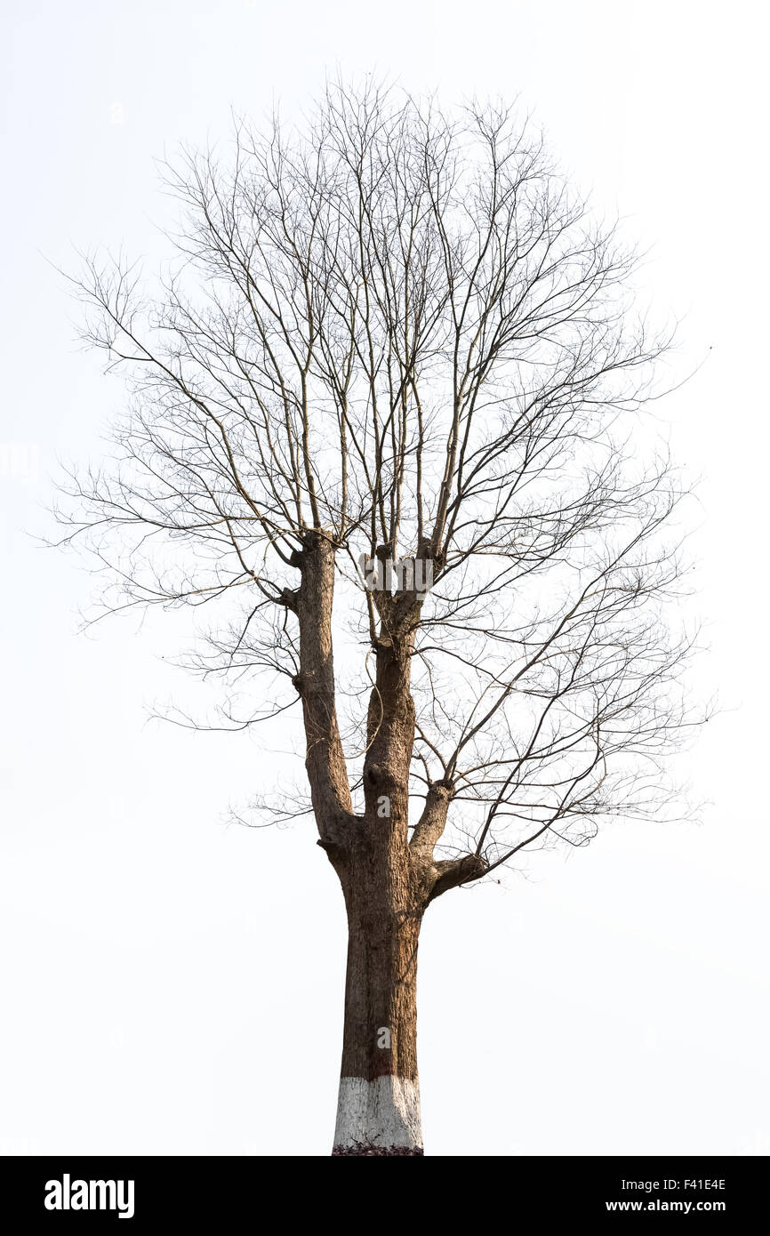 isolated tree in the winter Stock Photo - Alamy