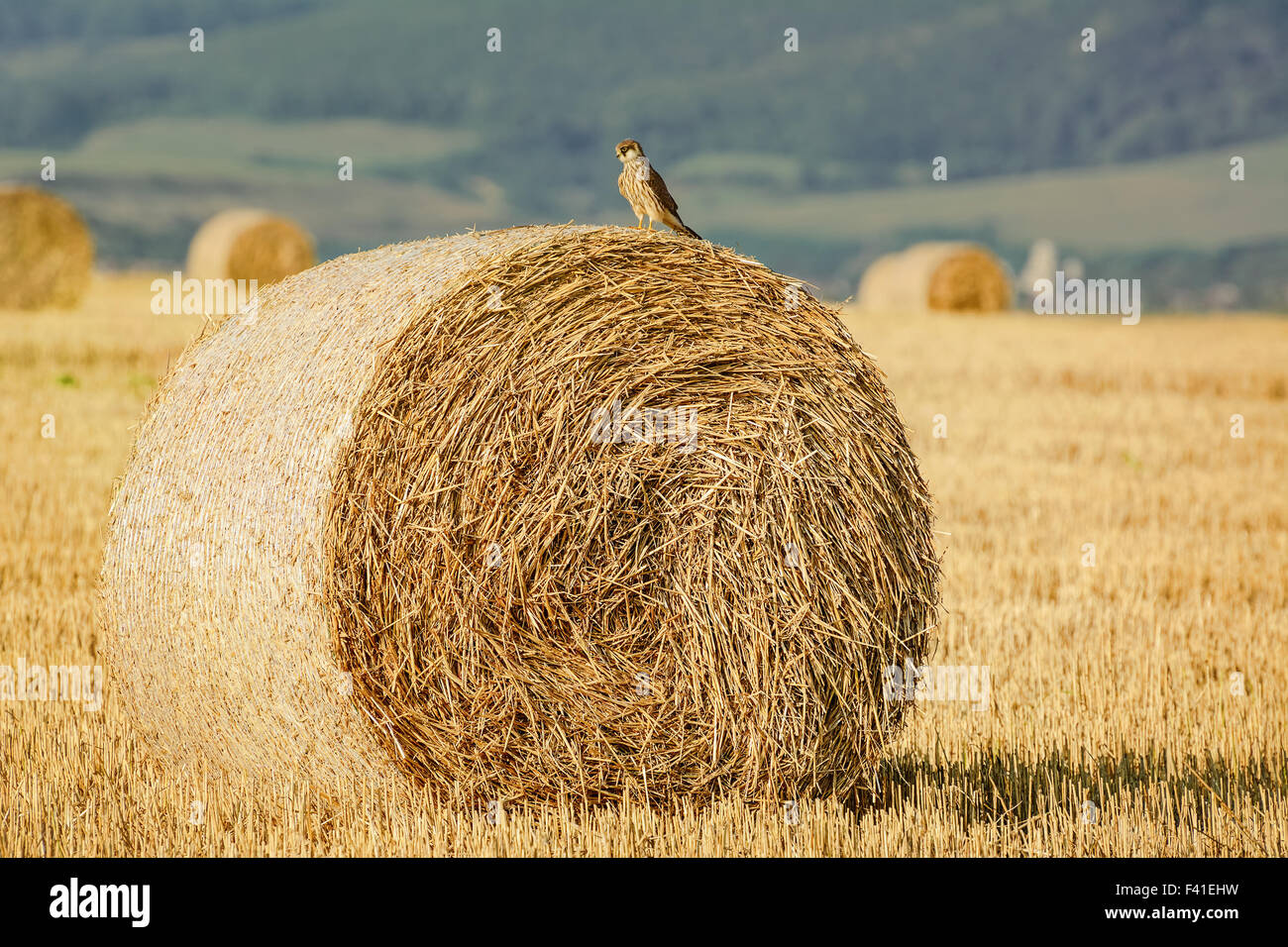 Harvest Hawk High Resolution Stock Photography and Images - Alamy