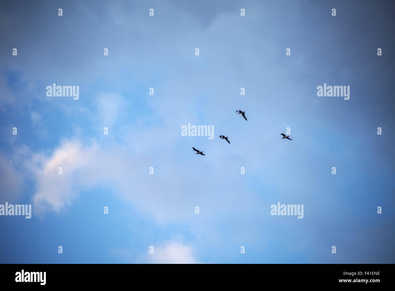 Against birds hi-res stock photography and images - Alamy