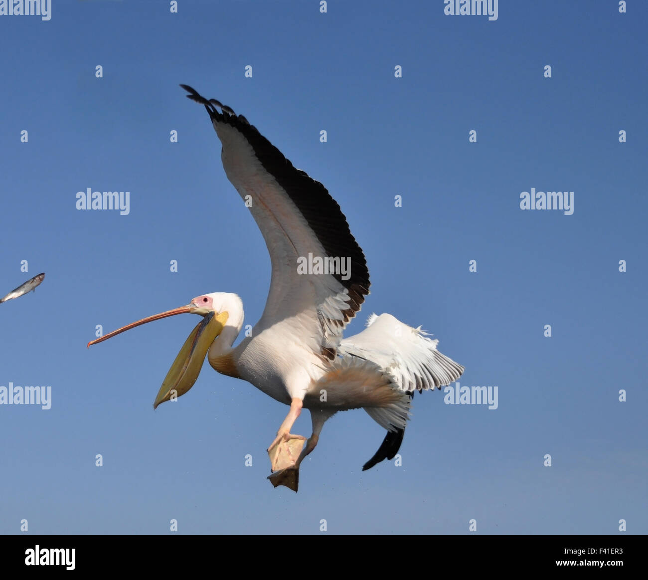 Pelican in flight Stock Photo - Alamy
