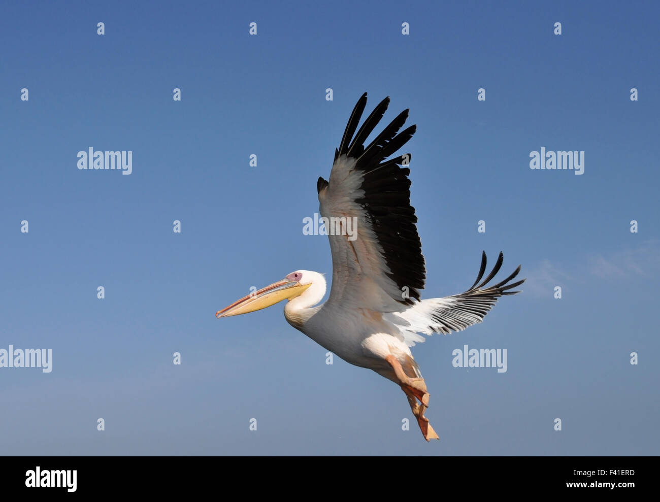 Pelican in flight Stock Photo - Alamy