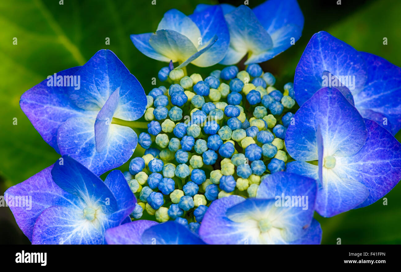 Hydrangea macrophylla teller blue hi-res stock photography and images ...