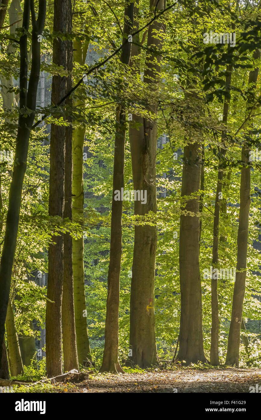 Deciduous forest in Lower Saxony, Germany Stock Photo - Alamy