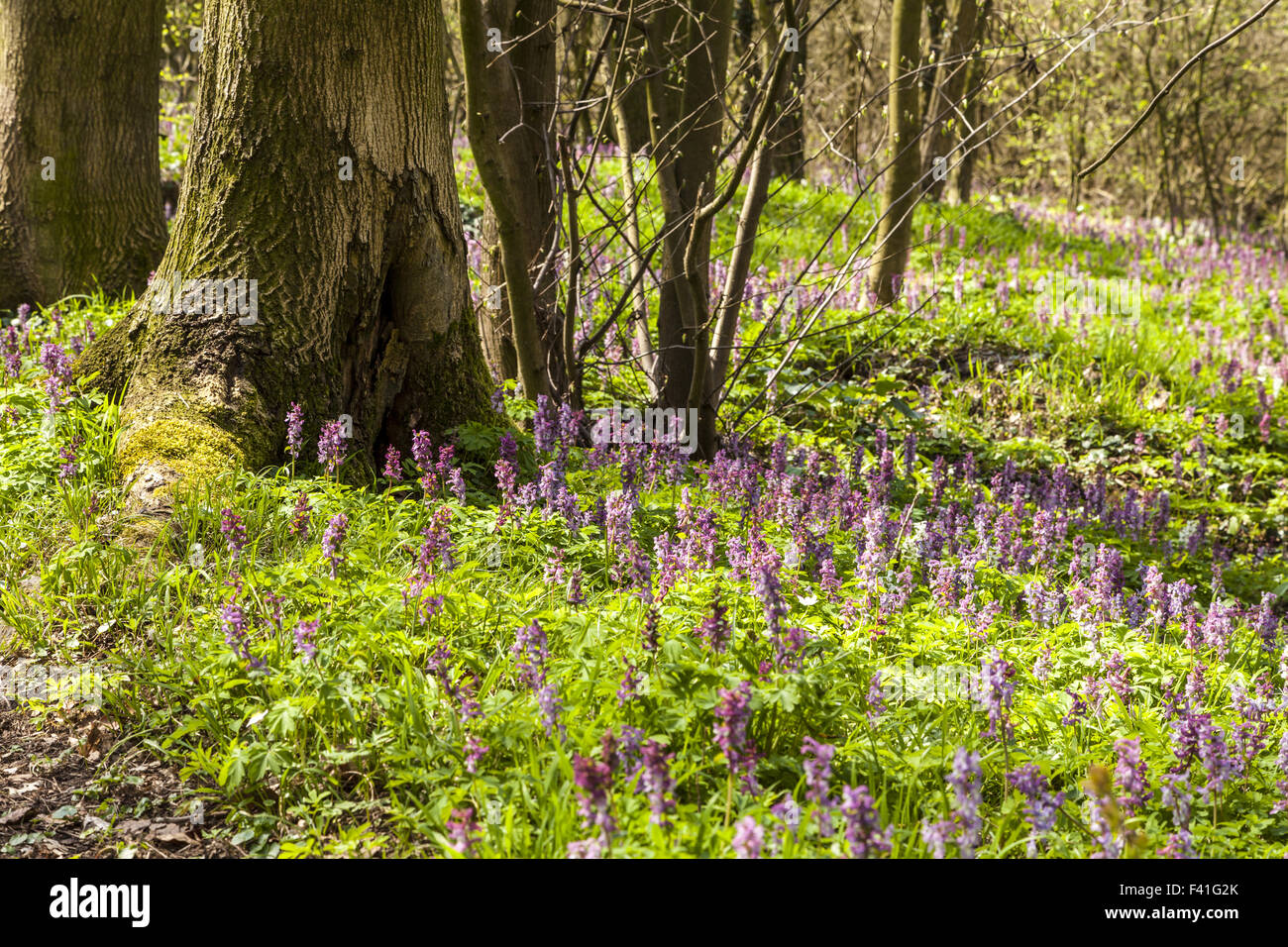 Corydalis cava flowers in a wood in Germany Stock Photo - Alamy