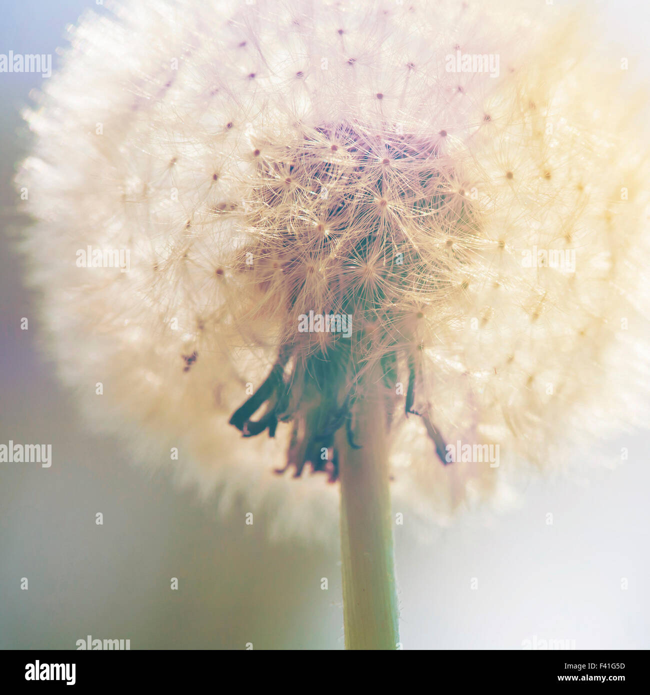 Light up dandelions hi-res stock photography and images - Alamy