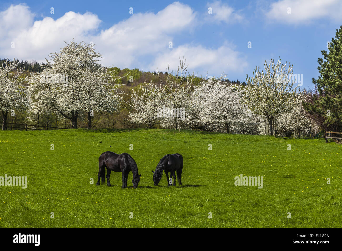 Two cherry trees hi-res stock photography and images - Alamy