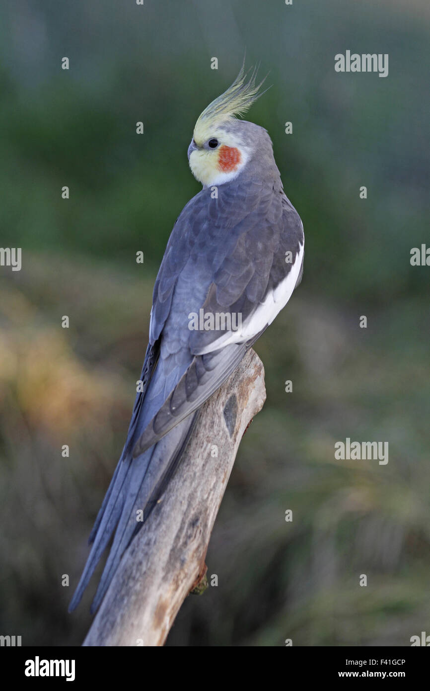 Cockatiel wild hi-res stock photography and images - Alamy