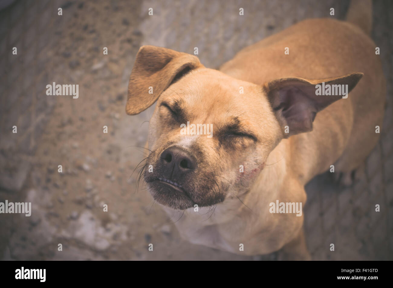 Stray dog with eyes closed on a city street Stock Photo - Alamy
