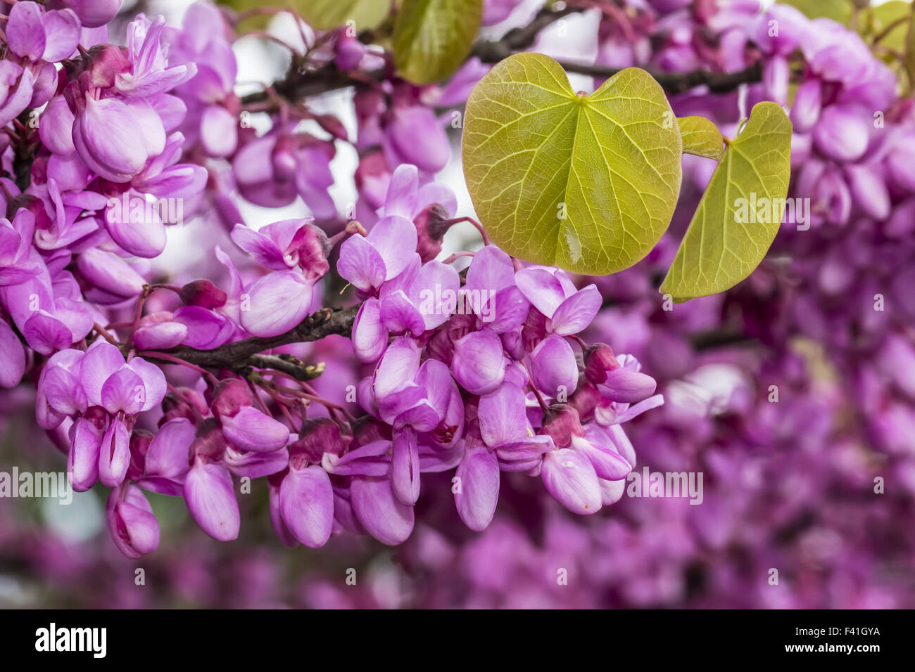 Cercis siliquastrum judas tree in hi-res stock photography and images ...