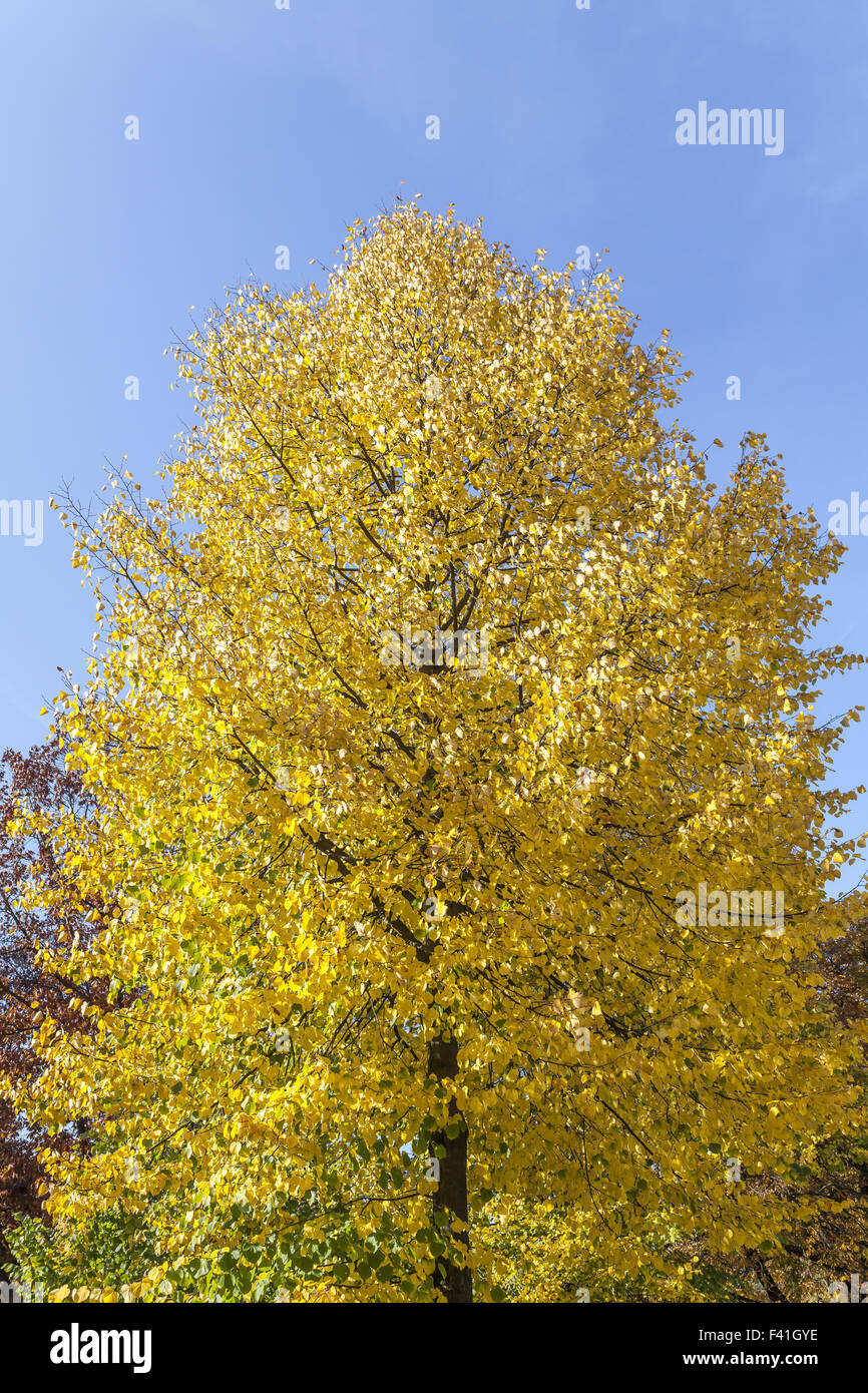 Liriodendron tulipifera, tulip tree in autumn Stock Photo - Alamy