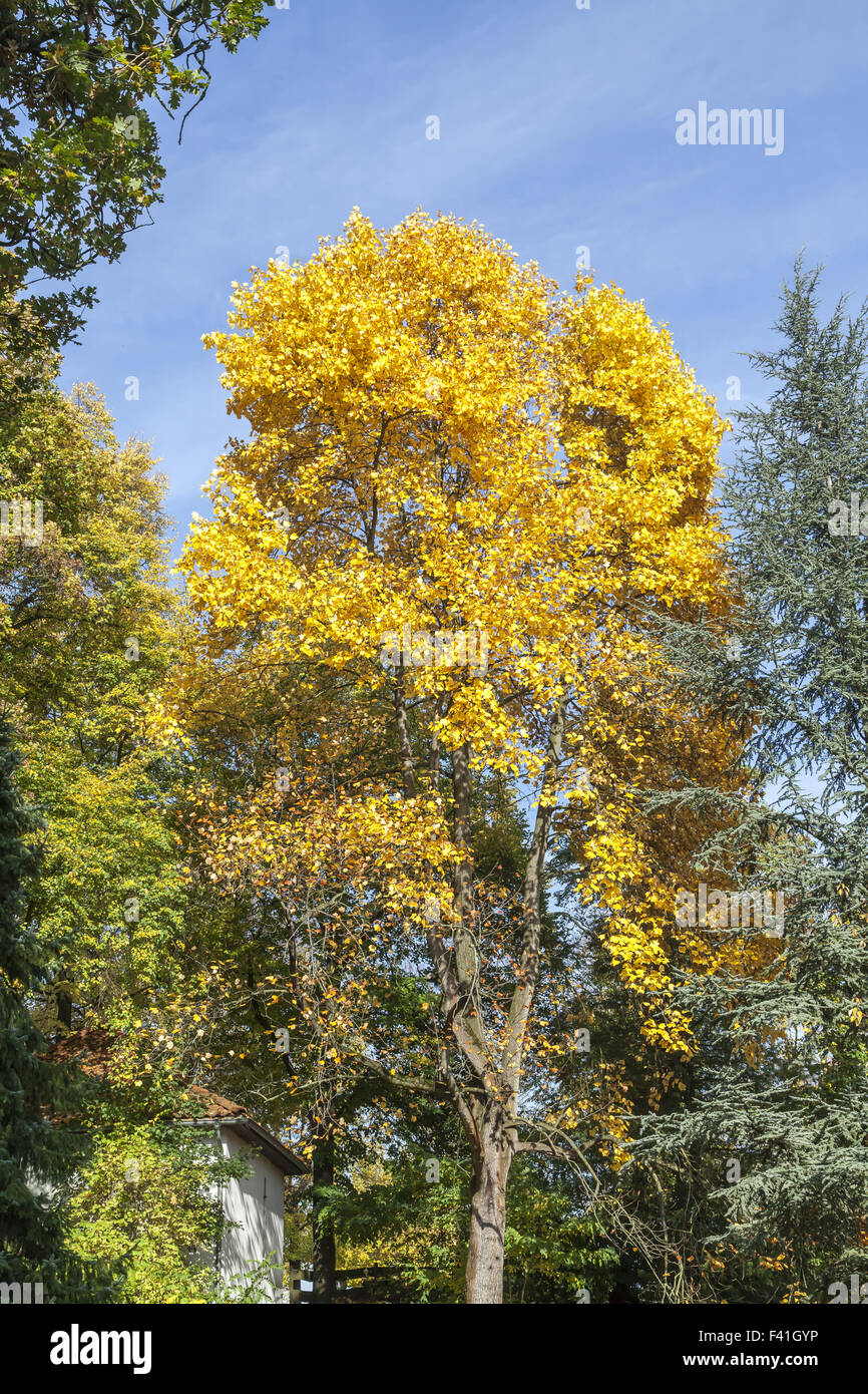 Liriodendron tulipifera, tulip tree in autumn Stock Photo - Alamy