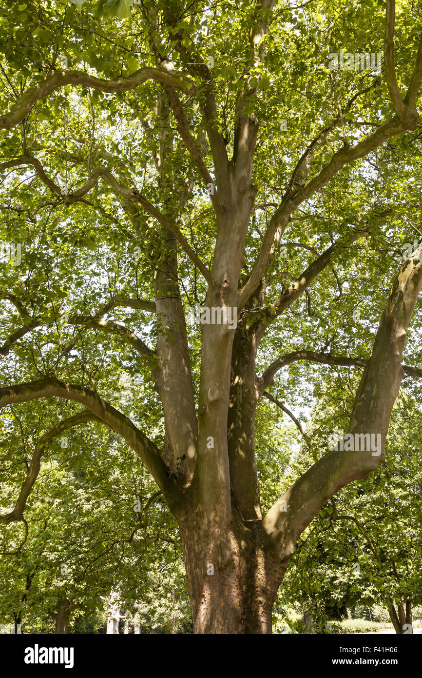 Plane in tree hi-res stock photography and images - Alamy