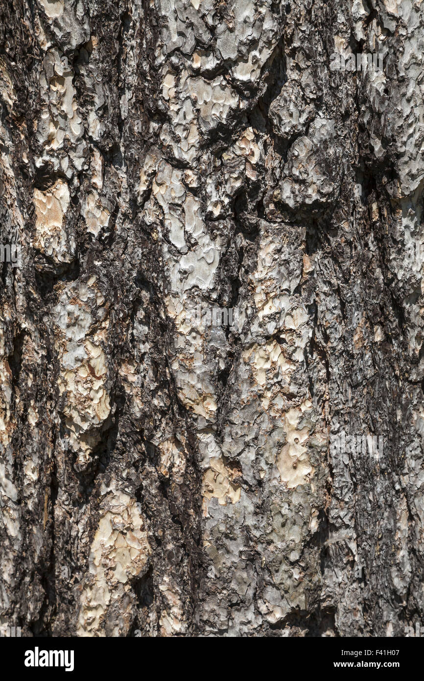 Pinus nigra, Black pine from Germany Stock Photo - Alamy