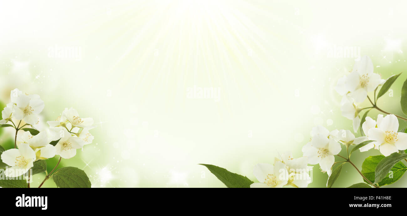Blooming jasmine. Collage Stock Photo - Alamy