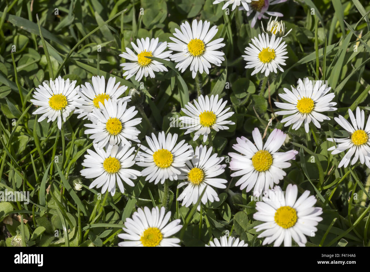 Bellis perennis, Lawn daisy, English daisy Stock Photo - Alamy
