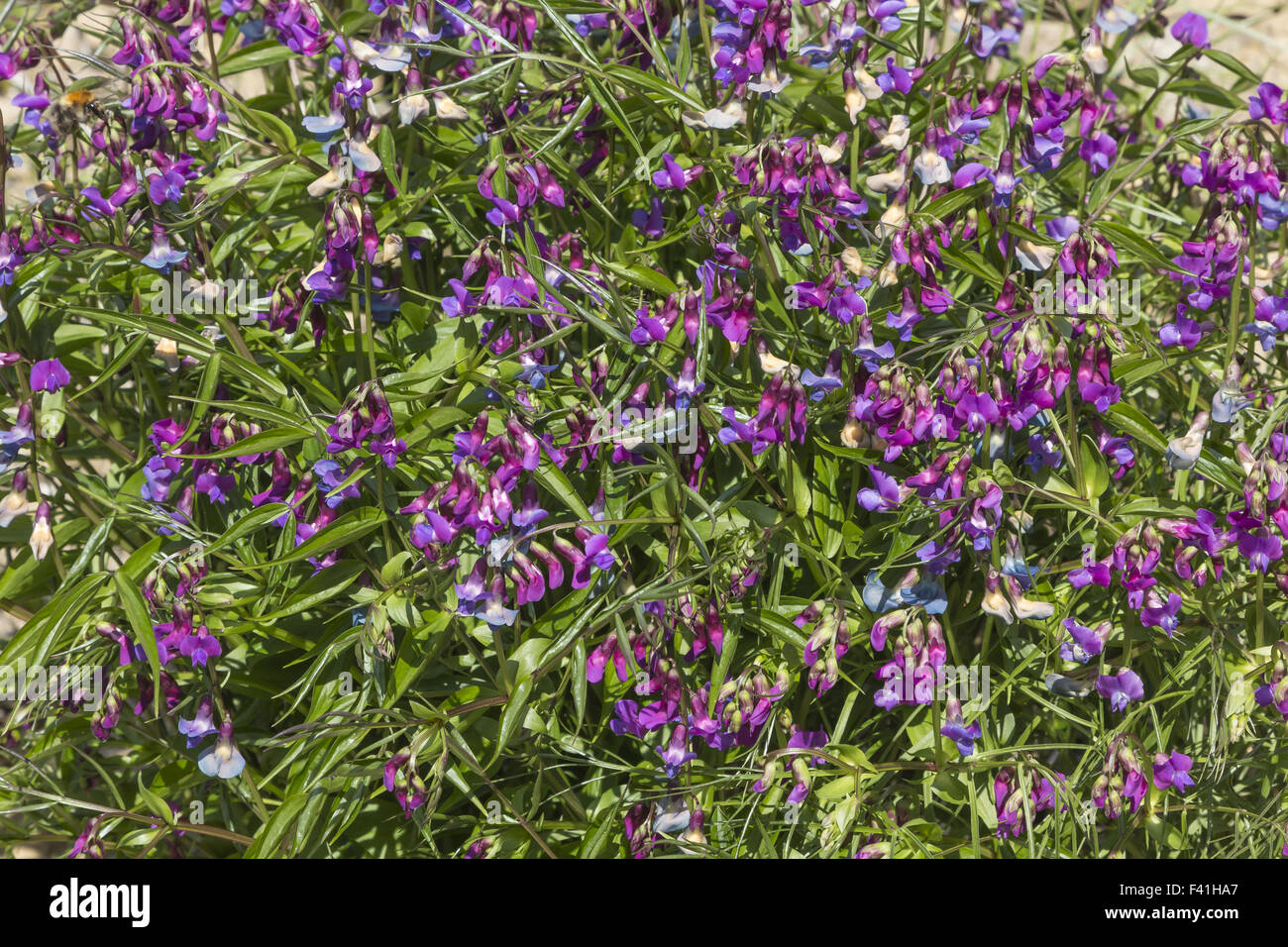 Latyrus vernus, Spring vetchling Stock Photo - Alamy