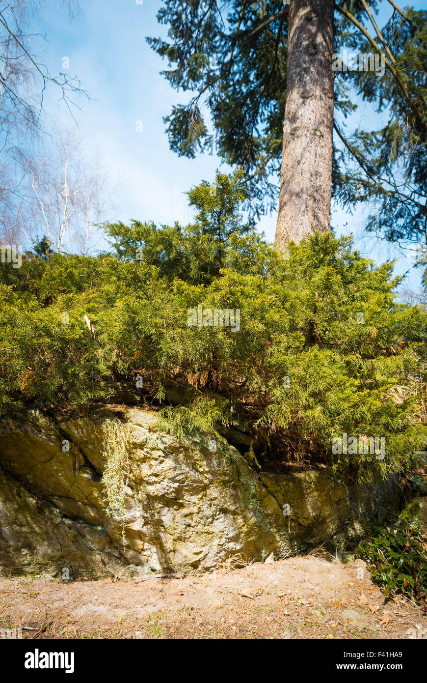 Rocks in forest Stock Photo - Alamy