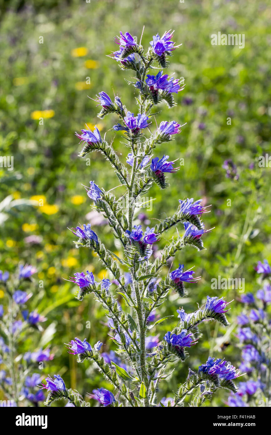 Echium vulgare, Vipers bugloss, Blueweed Stock Photo - Alamy