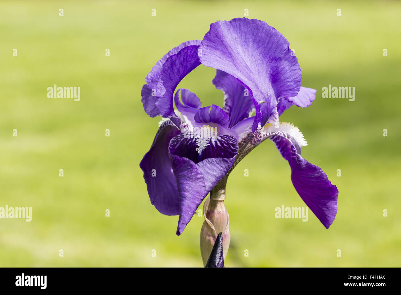 Iris germanica, German Iris Stock Photo - Alamy