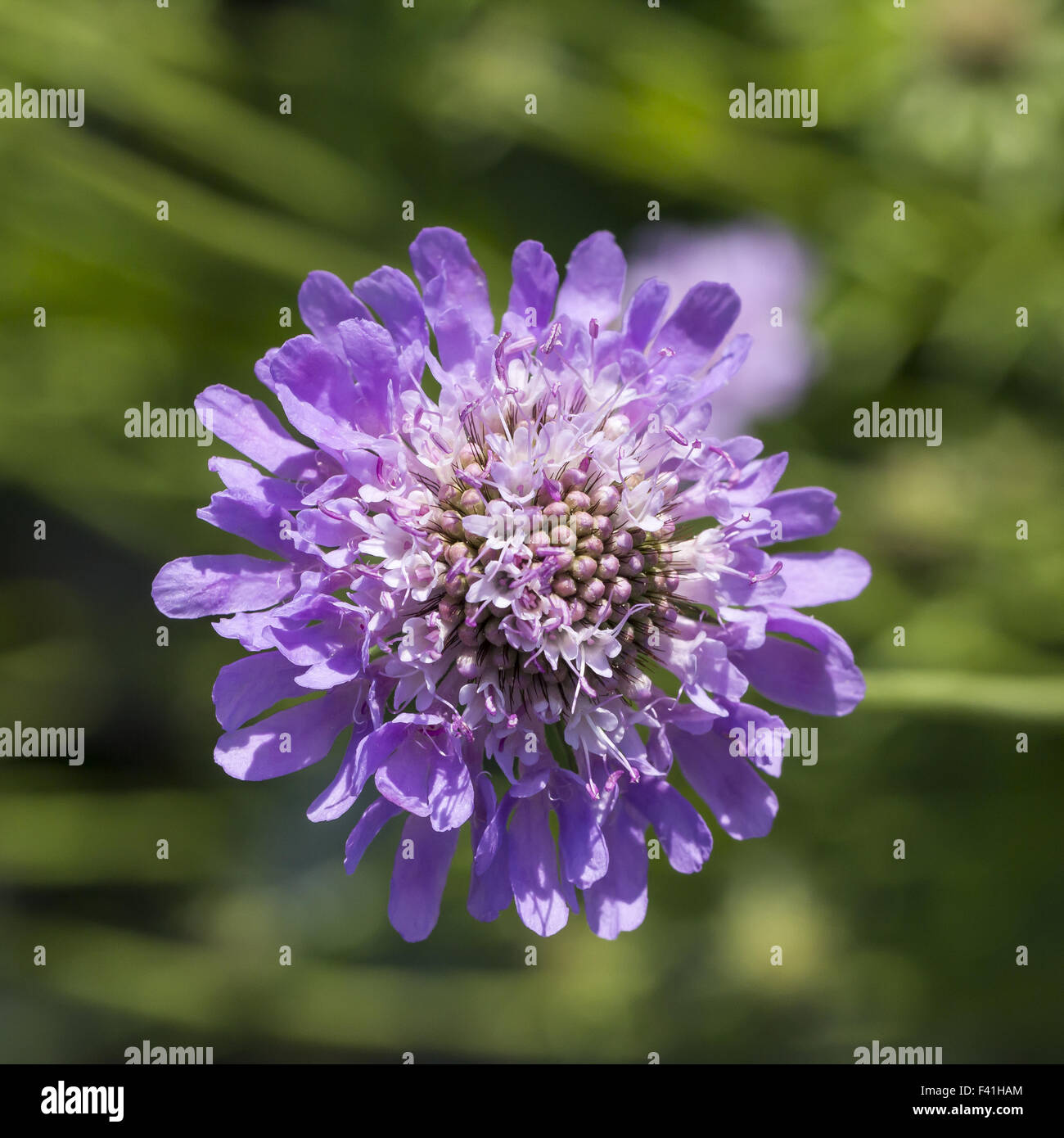 Scabiosa lucida, Glossy scabious flower Stock Photo - Alamy