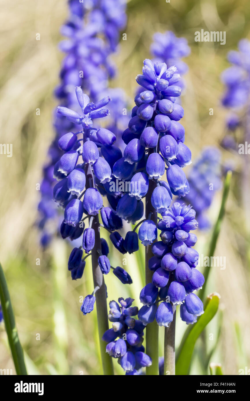 Muscari botryoides, Common grape hyacinth Stock Photo - Alamy