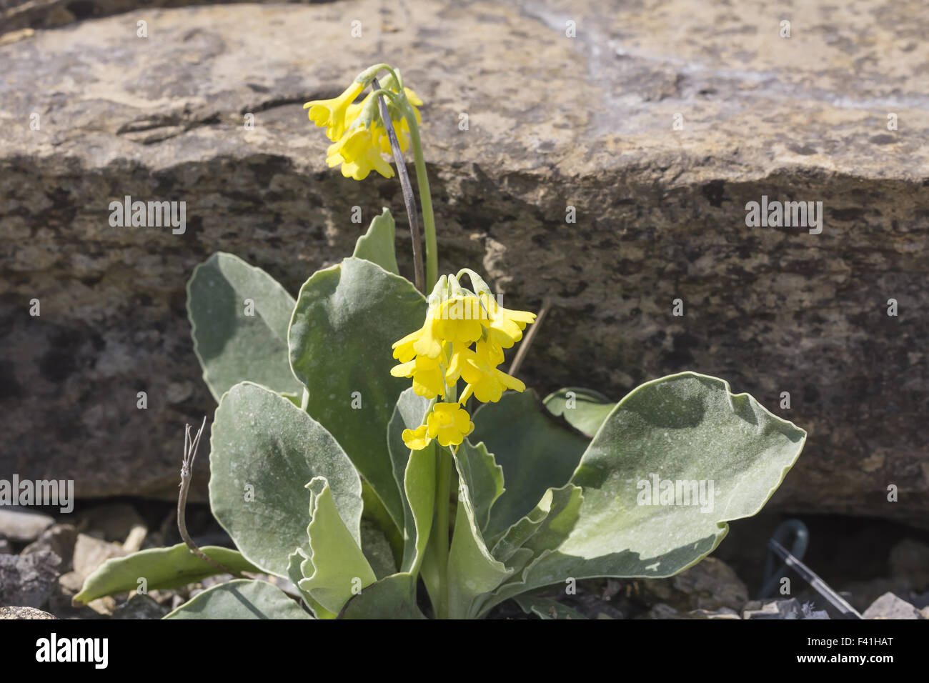 Primula auricula, Bear's Ear, Primrose Stock Photo - Alamy