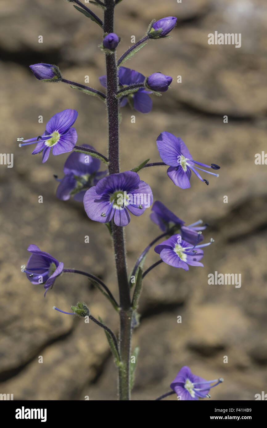Veronica gentianoides, Gentian Speedwell Stock Photo - Alamy