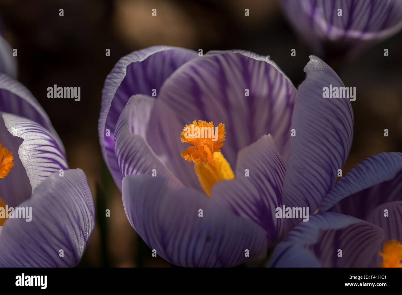 White striped crocuses hi-res stock photography and images - Alamy