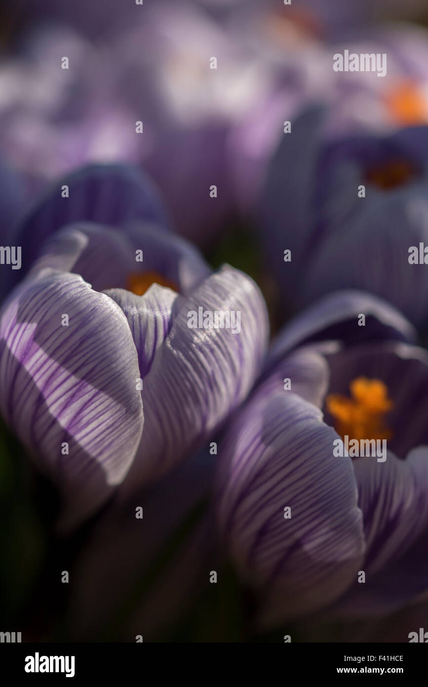Crocus vernus king of the striped hi-res stock photography and images ...