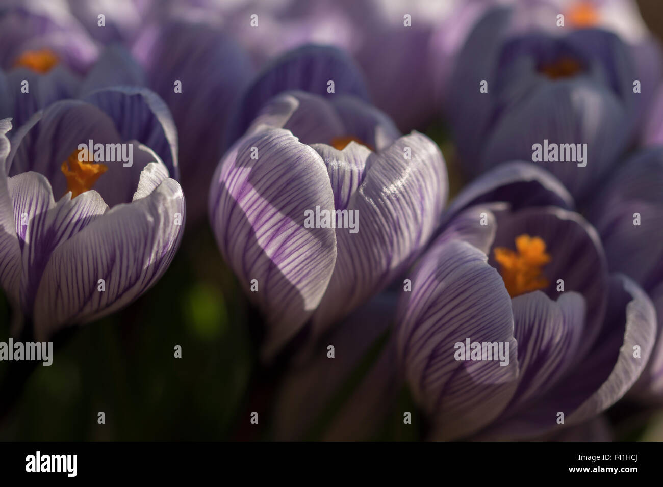Crocus vernus king of the striped hi-res stock photography and images ...