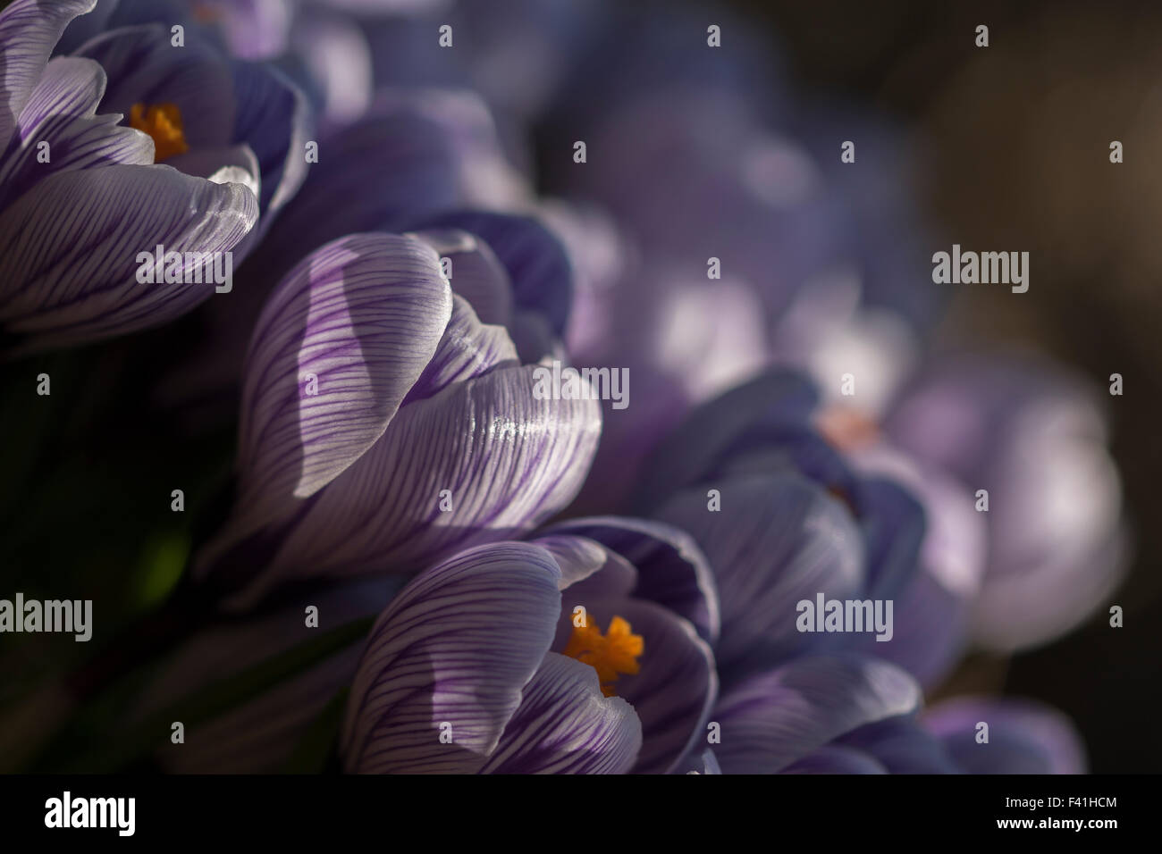 Crocus vernus king of the striped hi-res stock photography and images ...