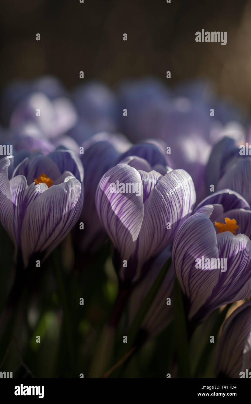 Crocus vernus king of the striped hi-res stock photography and images ...
