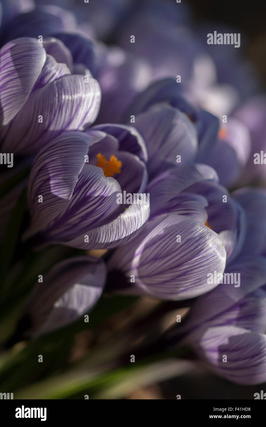 Crocus x vernus 'King of Striped' - March Stock Photo - Alamy