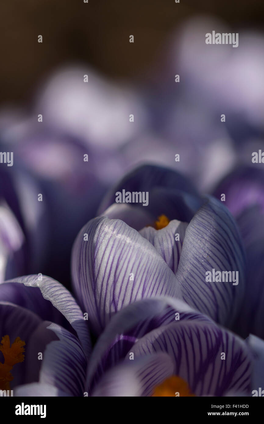 Crocus x vernus 'King of Striped' - March Stock Photo - Alamy