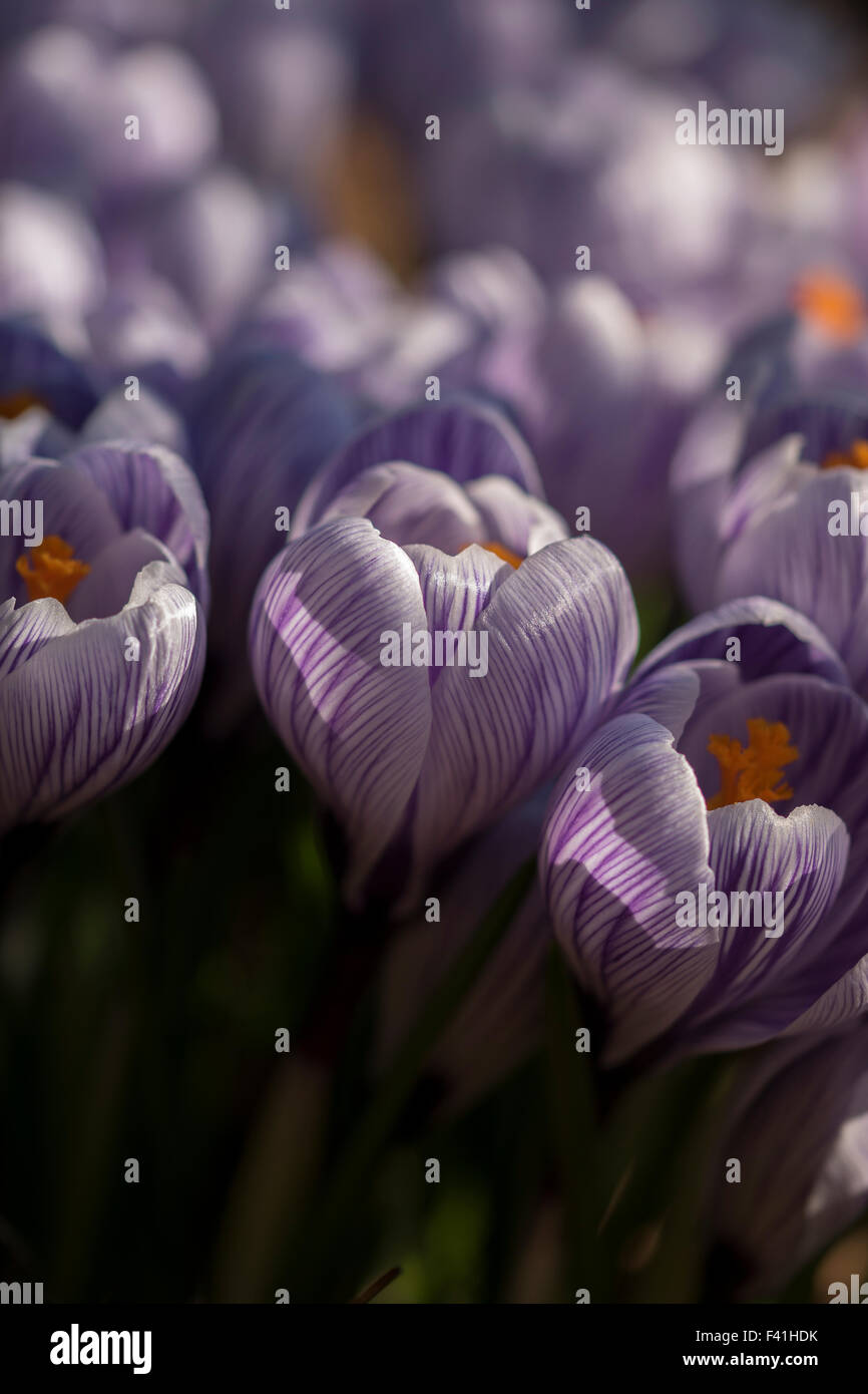 Crocus vernus king of the striped hi-res stock photography and images ...