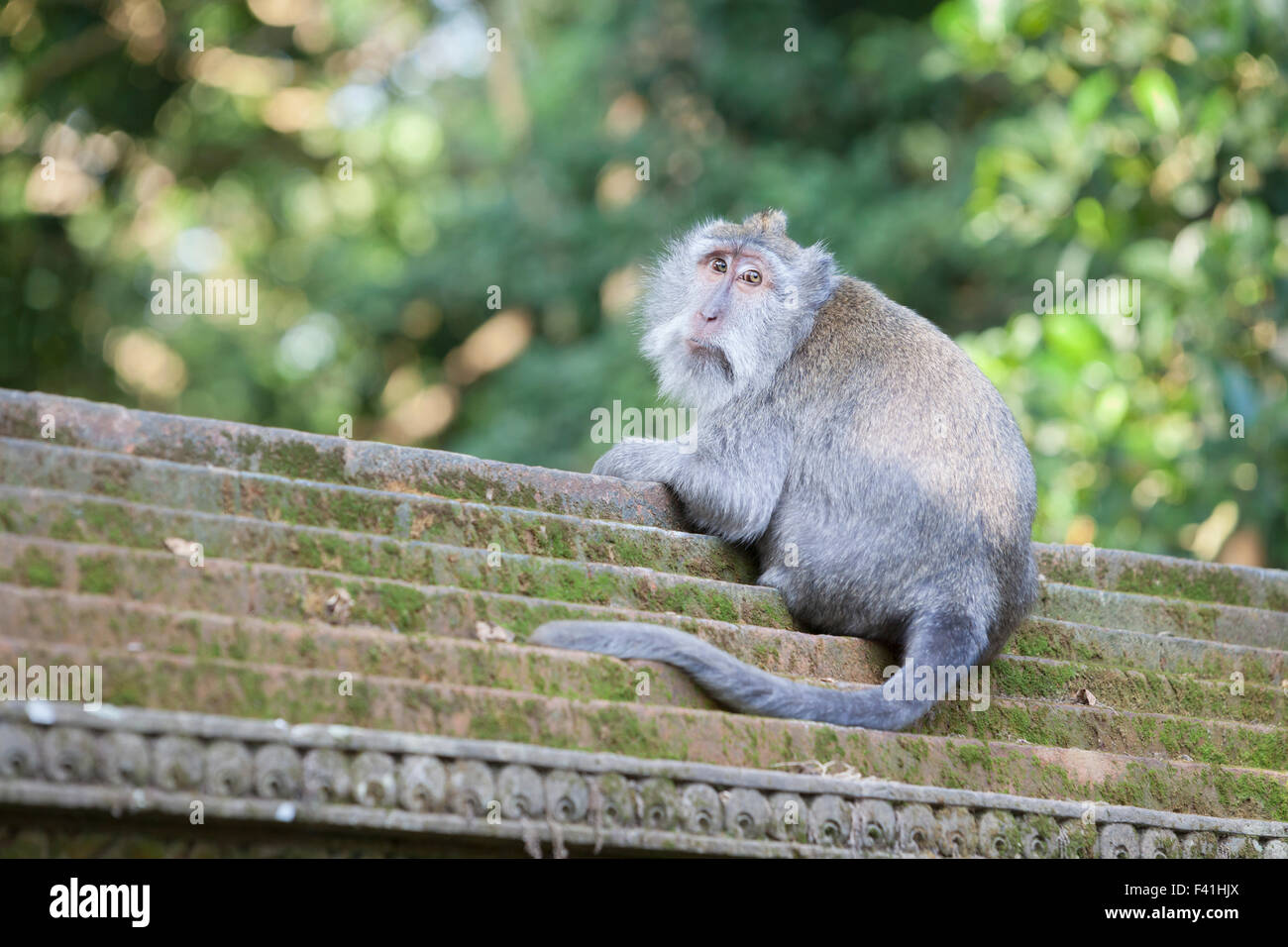Macaque monkey in the Monkey forest temple complex, Pura Dalem Agung ...
