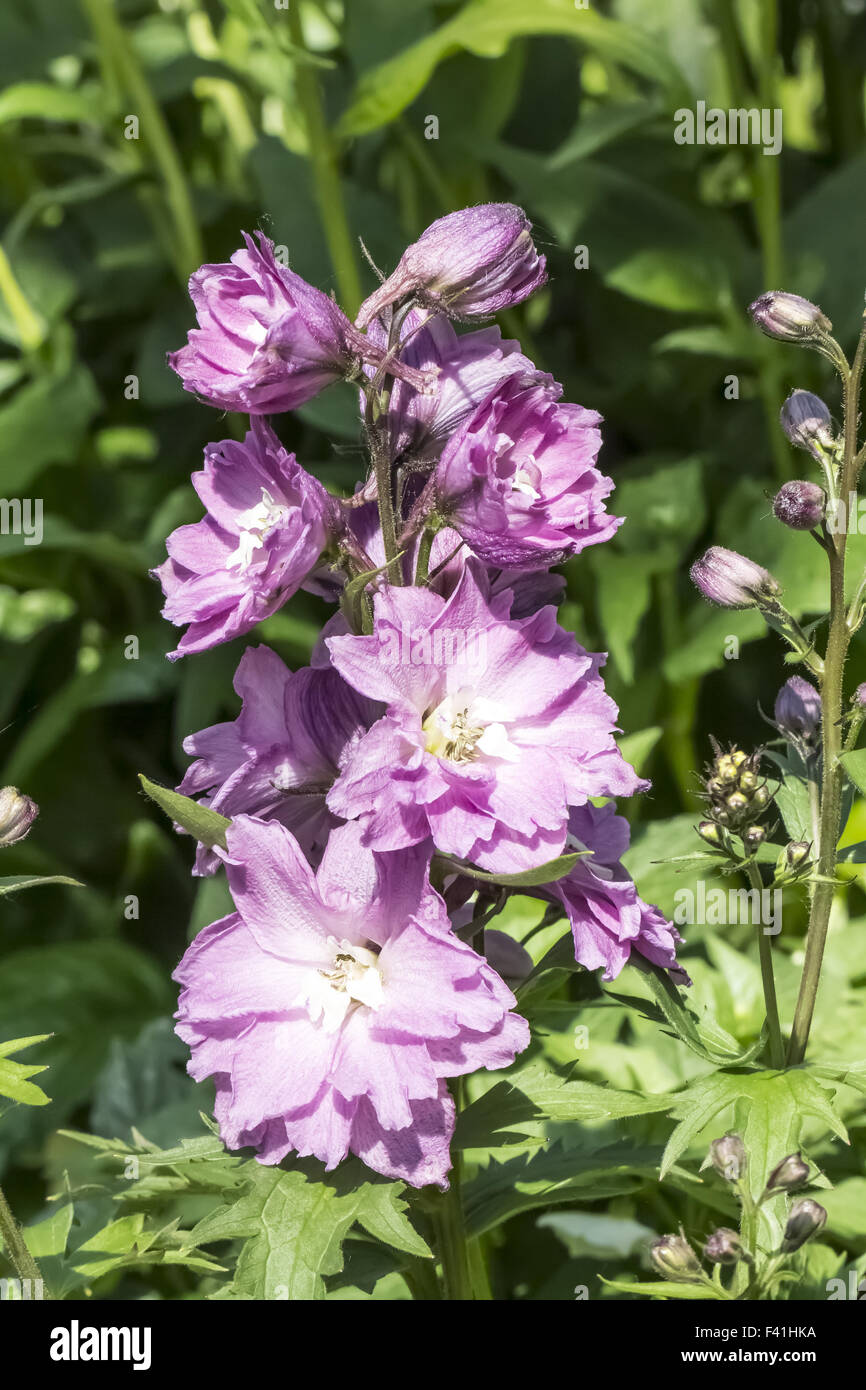 Delphinium hybrid Deep Rose, Larkspur Stock Photo - Alamy
