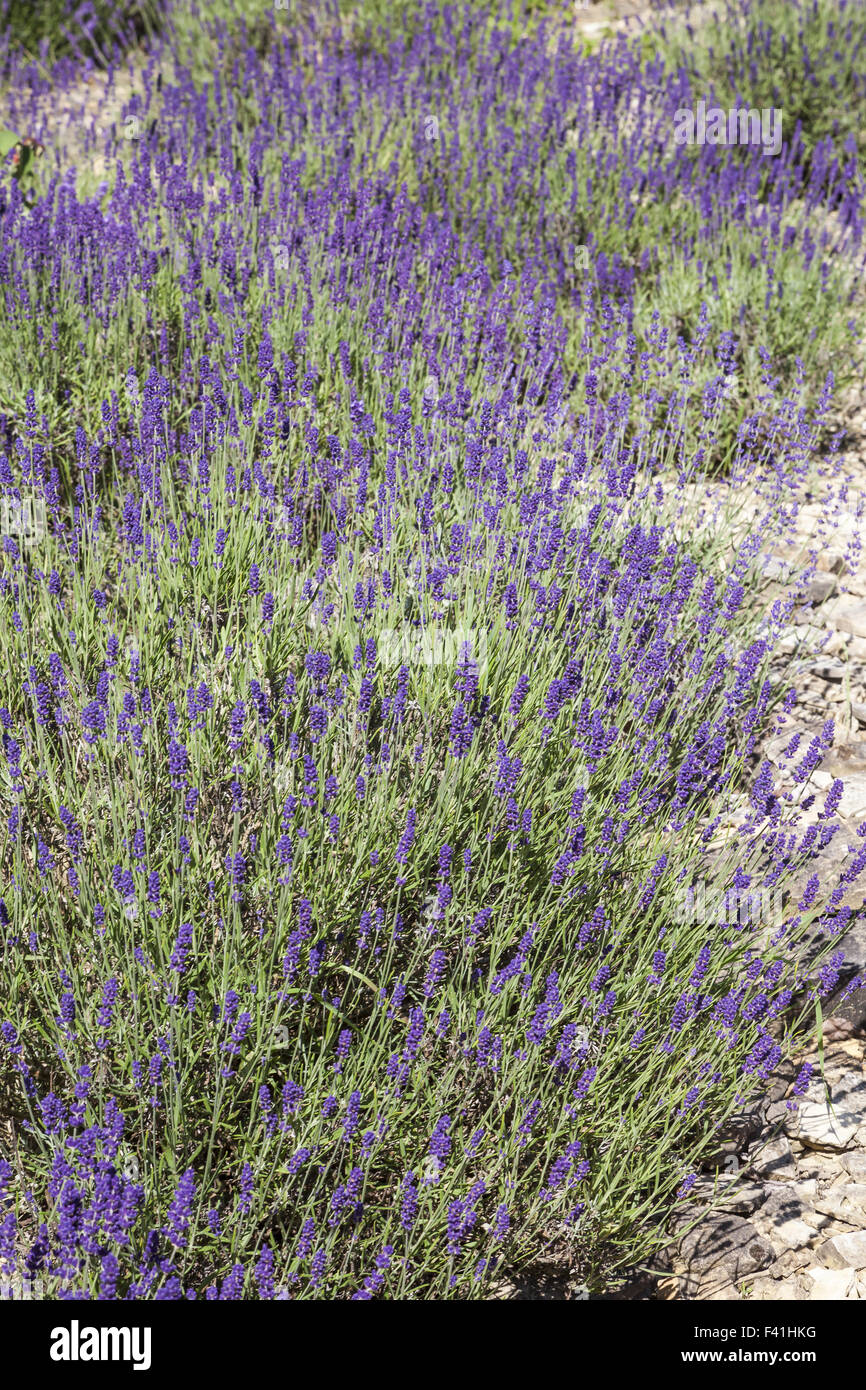 Lavandula angustifolia, Common lavender Stock Photo - Alamy