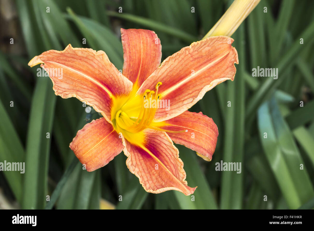 Hemerocallis fulva hi-res stock photography and images - Alamy