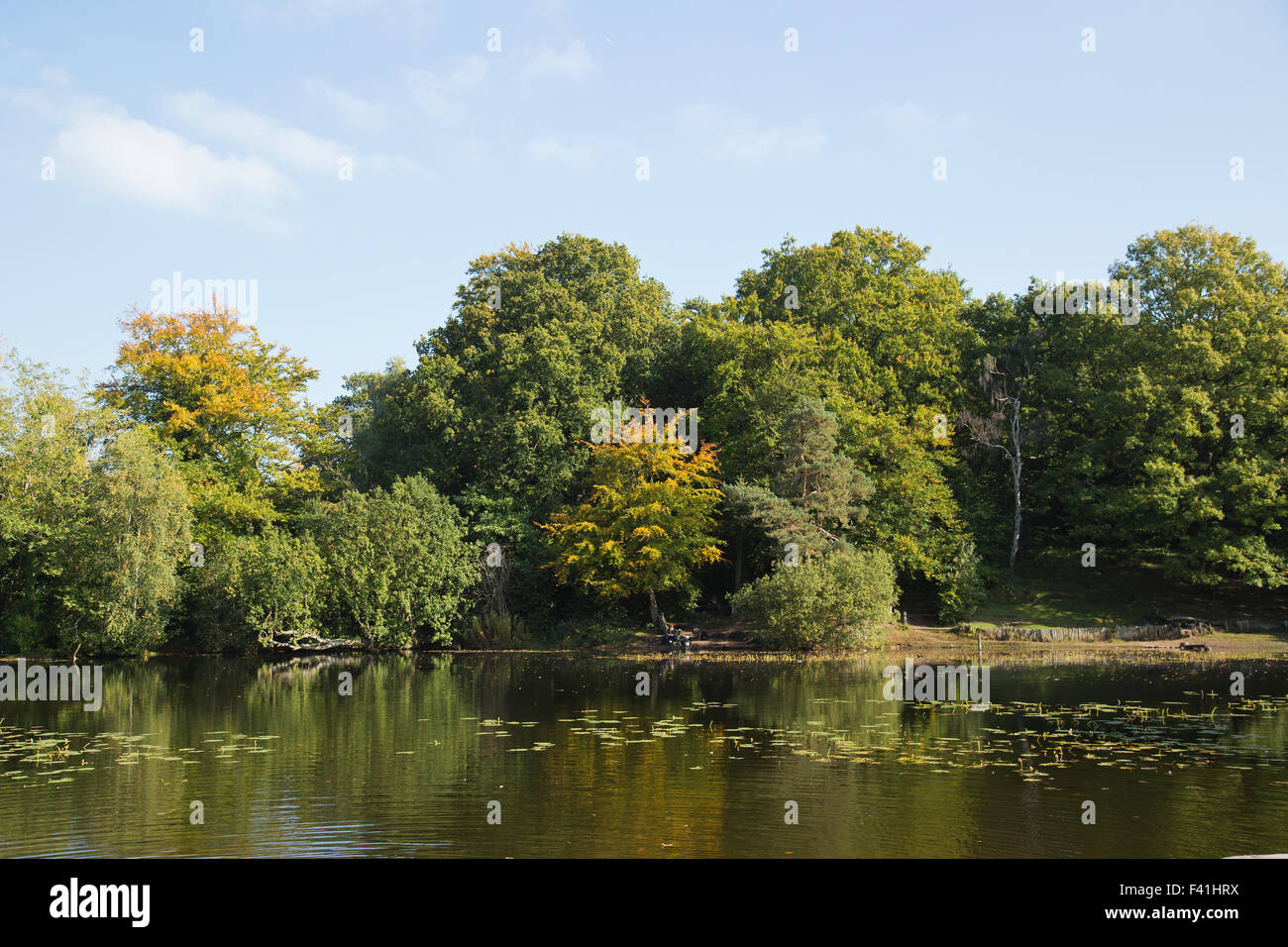 Daylight trees and ponds hi-res stock photography and images - Alamy