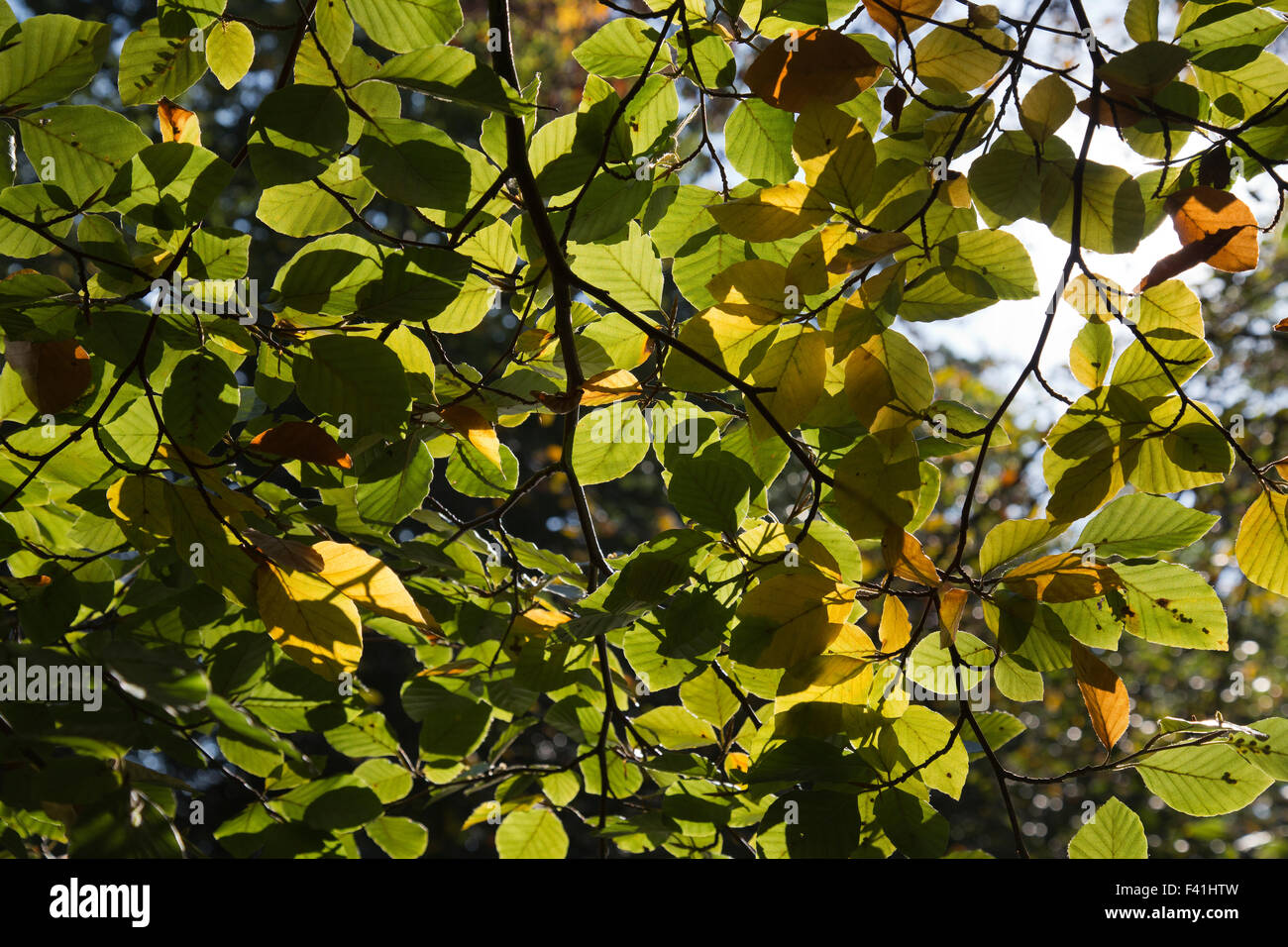 Autumn leaves in Keston woods Bromley Kent UK Stock Photo - Alamy