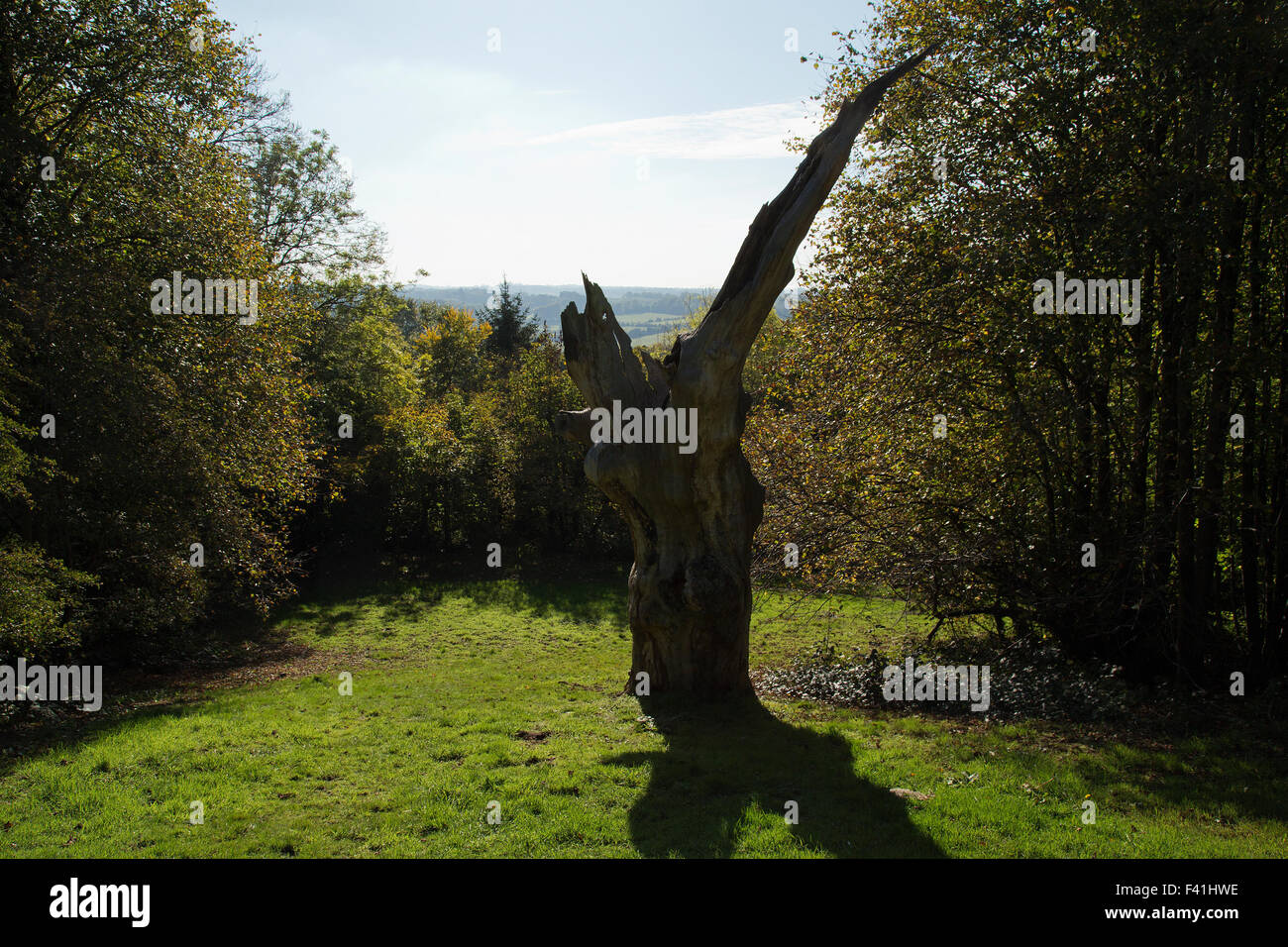 Dead branches with green plants hi-res stock photography and images - Alamy