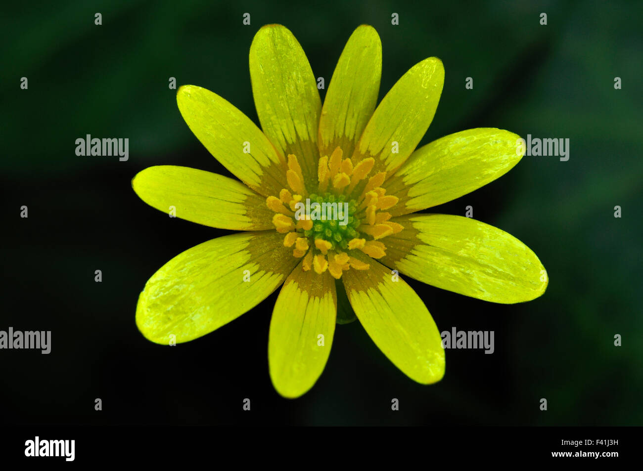 Celandine flower hi-res stock photography and images - Alamy