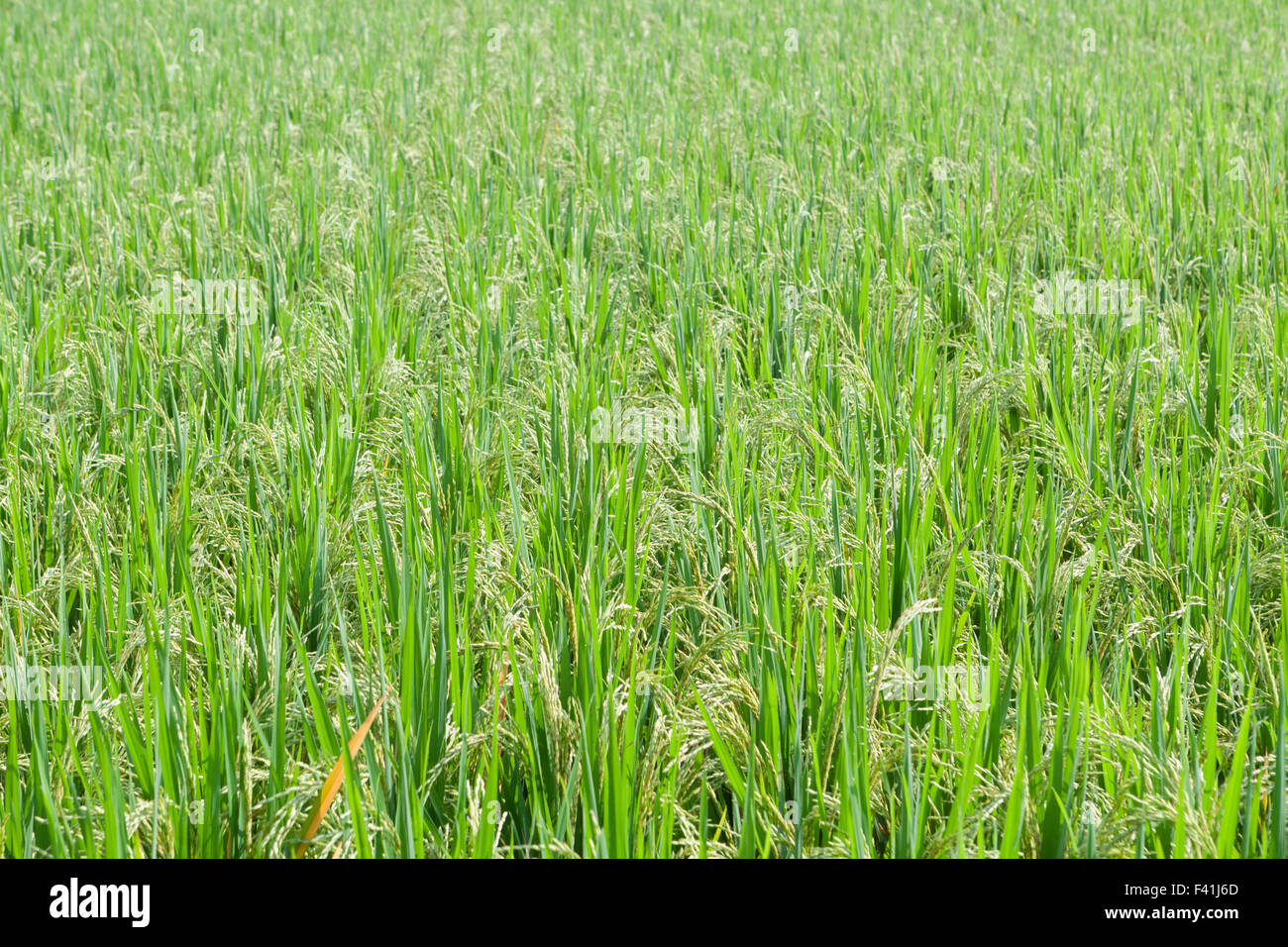 Indonesian paddy rice field hi-res stock photography and images - Alamy