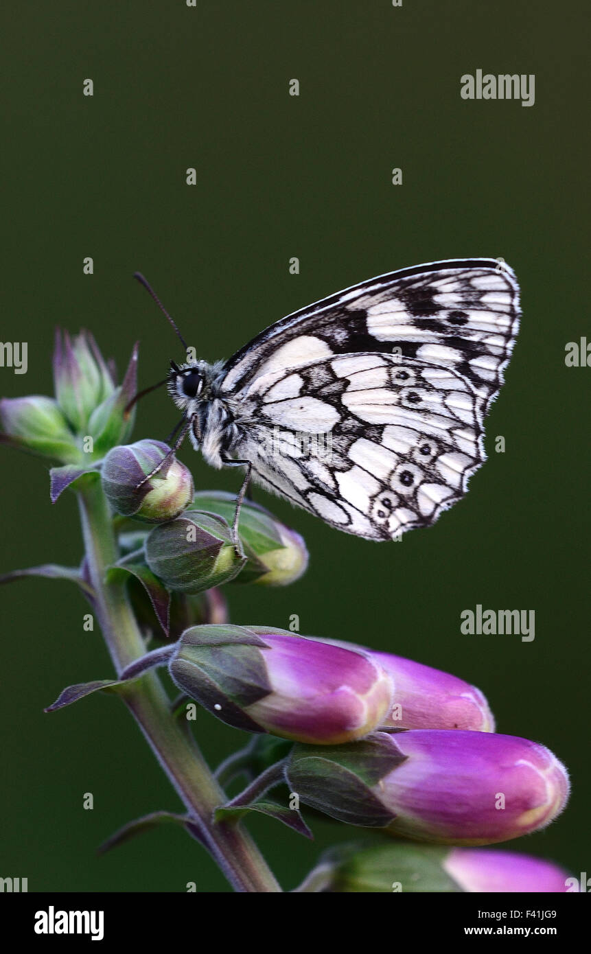 Marbled whites hi-res stock photography and images - Alamy