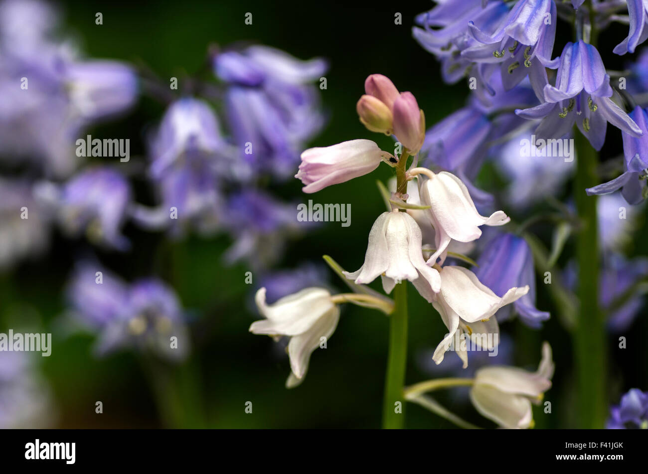 Hyacinthoides, Endymion non-scriptus or Scilla non-scripta is a bulbous ...