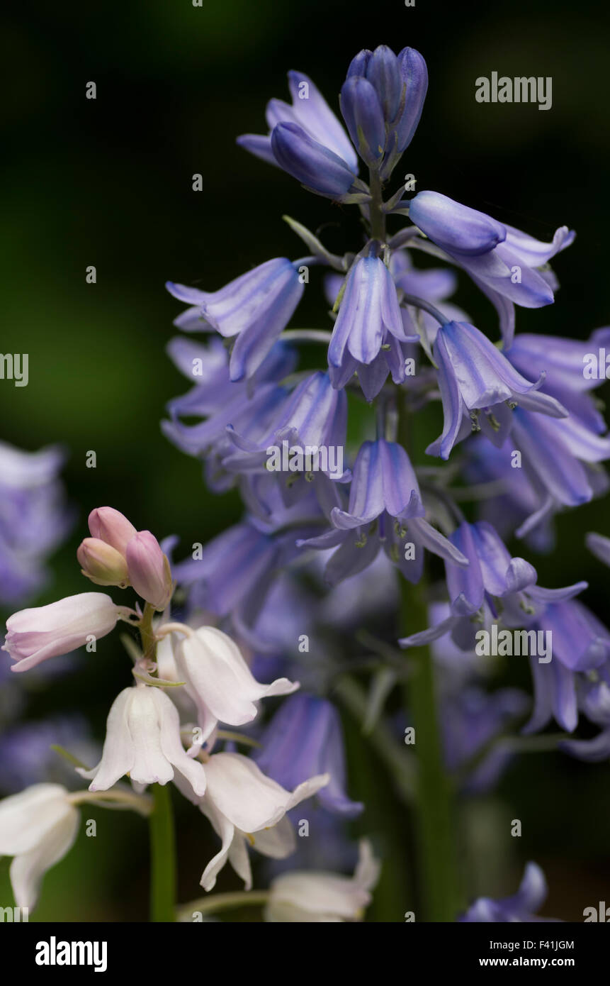 Hyacinthoides, Endymion non-scriptus or Scilla non-scripta is a bulbous ...